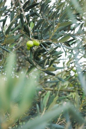 Visitar el Jardín de Getsemaní en Jerusalén